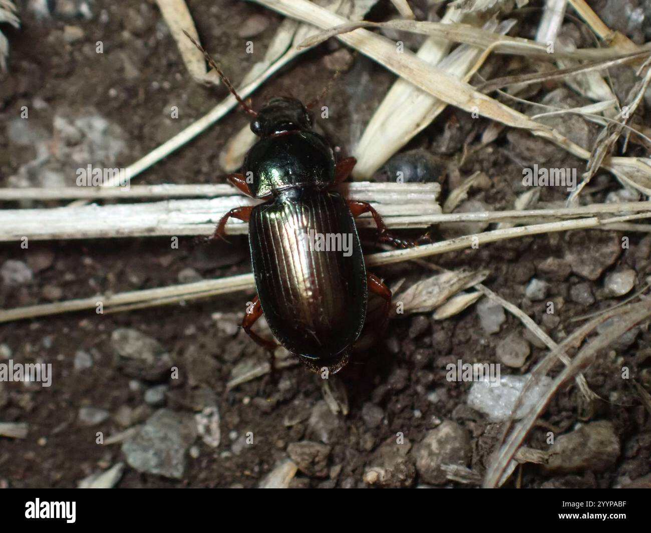 Harpalus affinis hi-res stock photography and images - Alamy