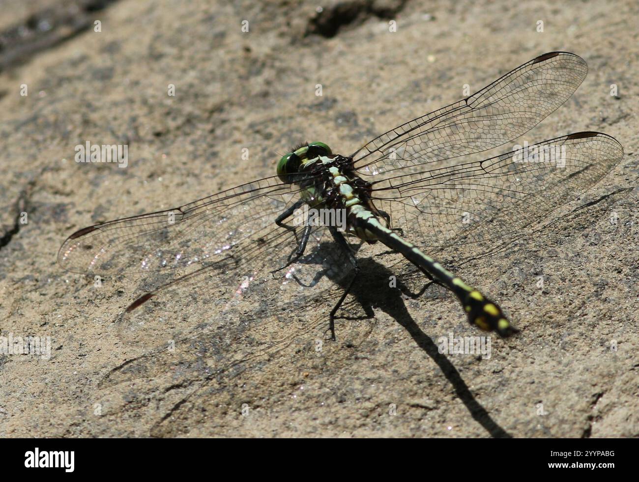 Black-shouldered Spinyleg (Dromogomphus spinosus Stock Photo - Alamy