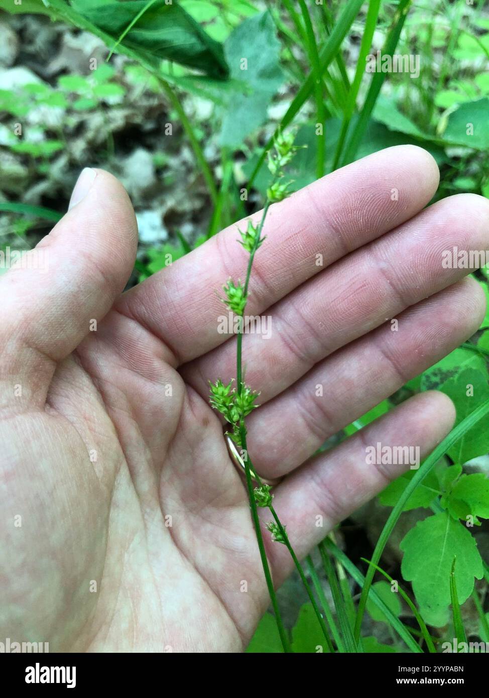 bur reed sedge (Carex sparganioides Stock Photo - Alamy