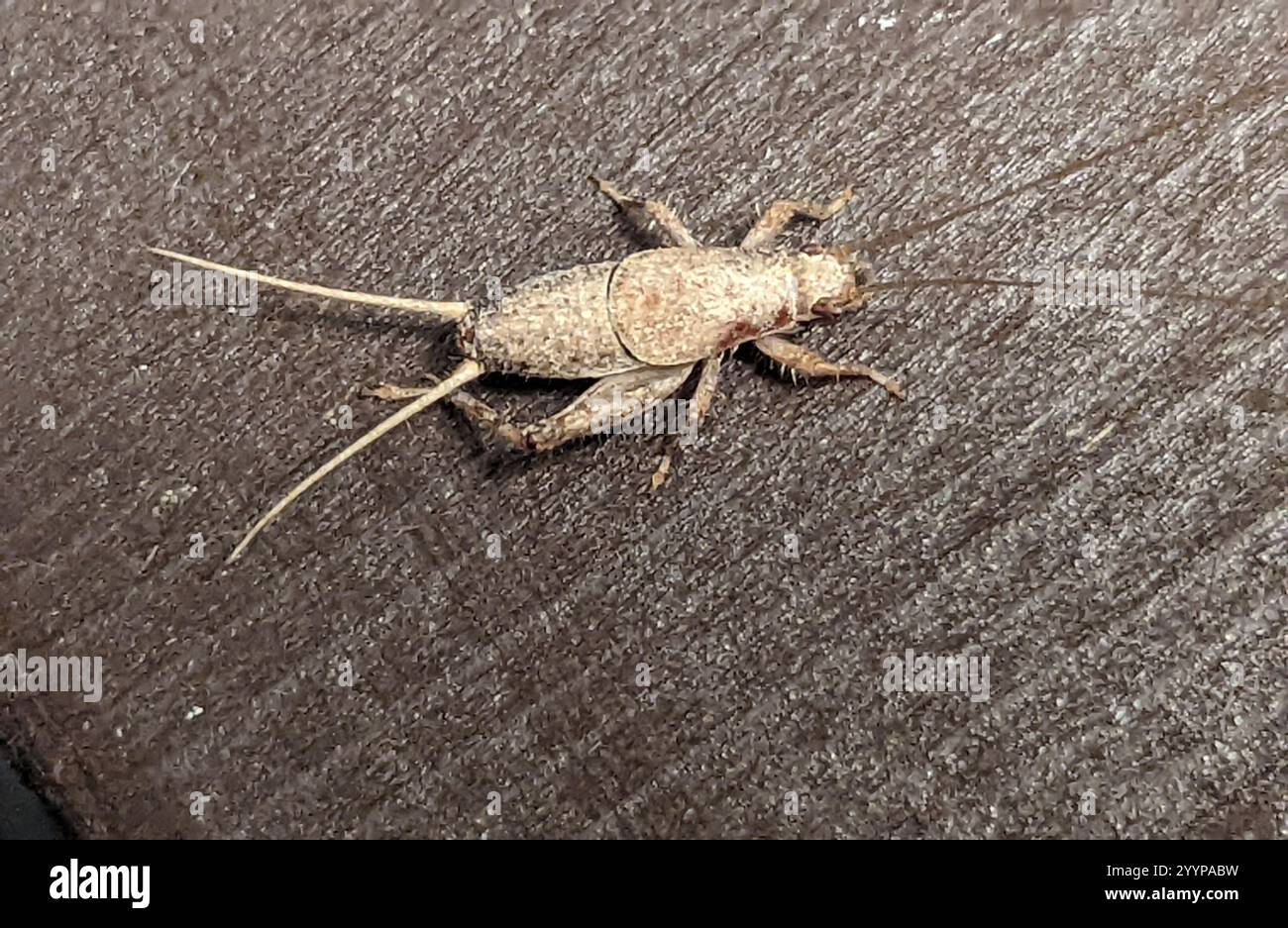 Common Scaly Crickets (Cycloptilum Stock Photo - Alamy