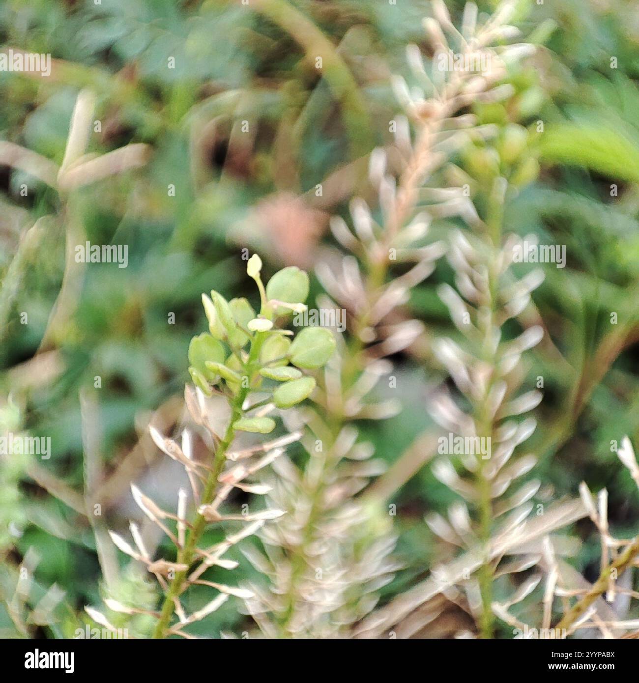 Virginia pepperweed (Lepidium virginicum Stock Photo - Alamy