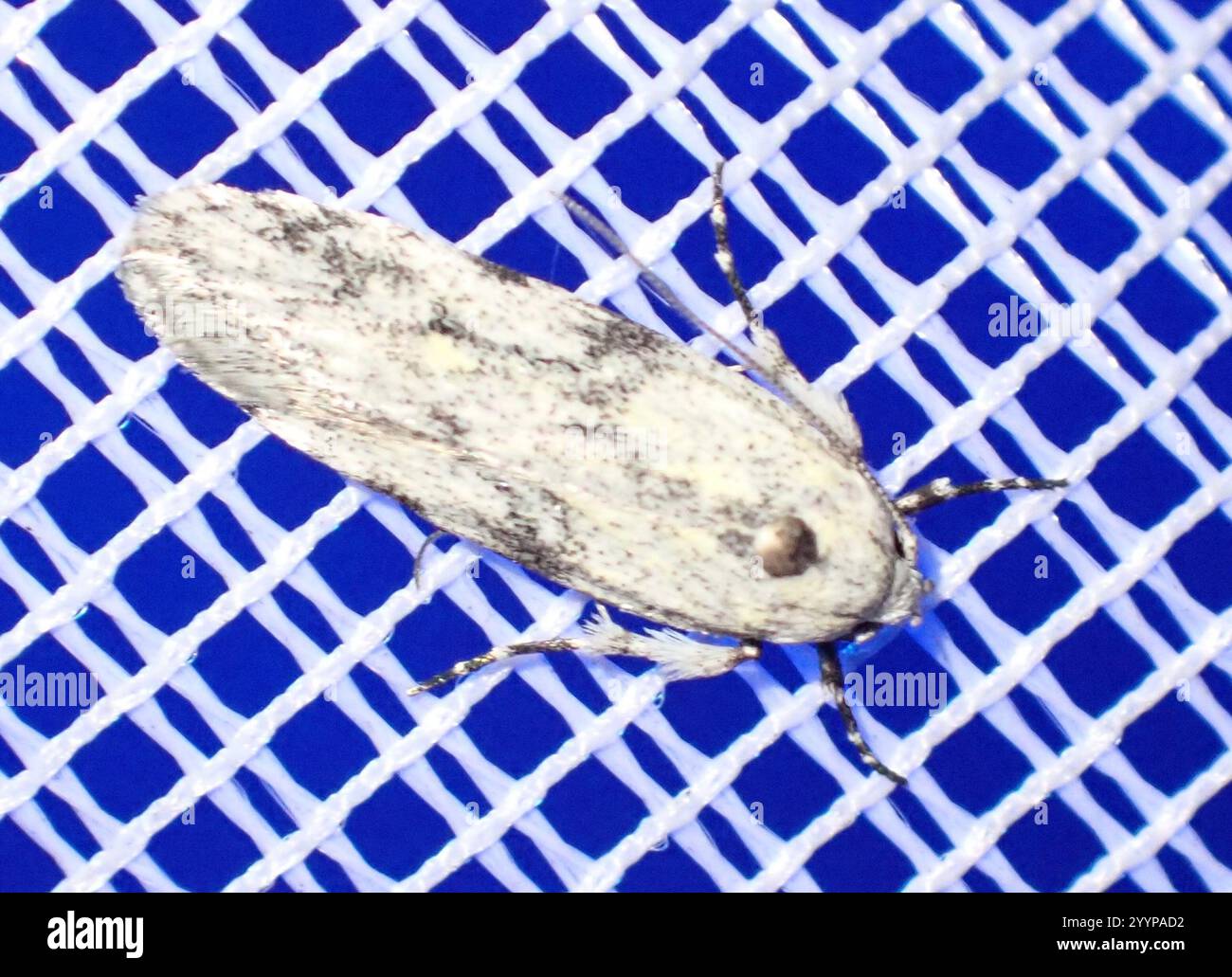 Curved-horn Moths (Gelechioidea Stock Photo - Alamy