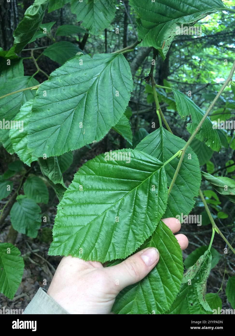 mountain alder (Alnus alnobetula crispa Stock Photo - Alamy