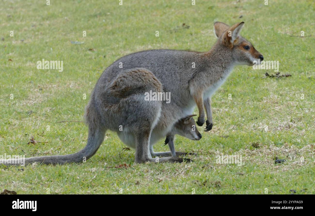 Red-necked Wallaby (Notamacropus rufogriseus Stock Photo - Alamy