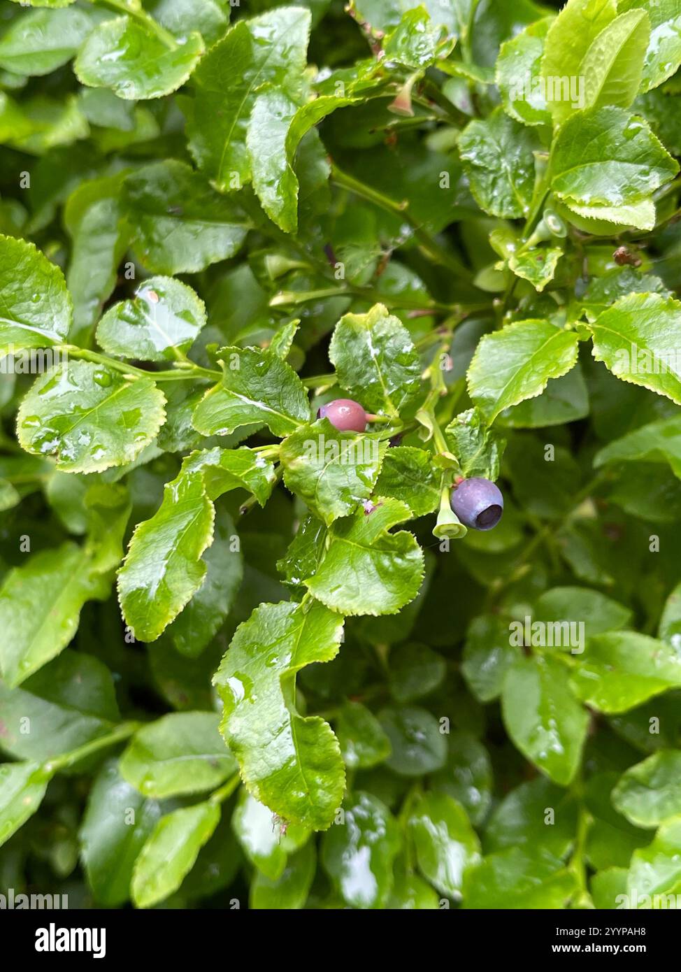 common bilberry (Vaccinium myrtillus Stock Photo - Alamy