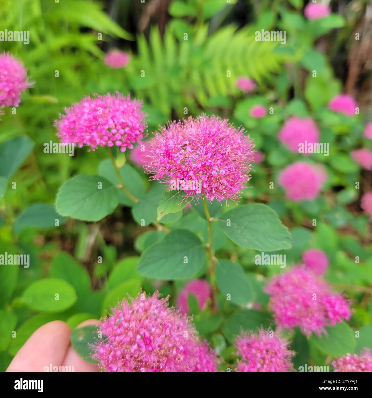 Mountain Spirea (Spiraea splendens Stock Photo - Alamy