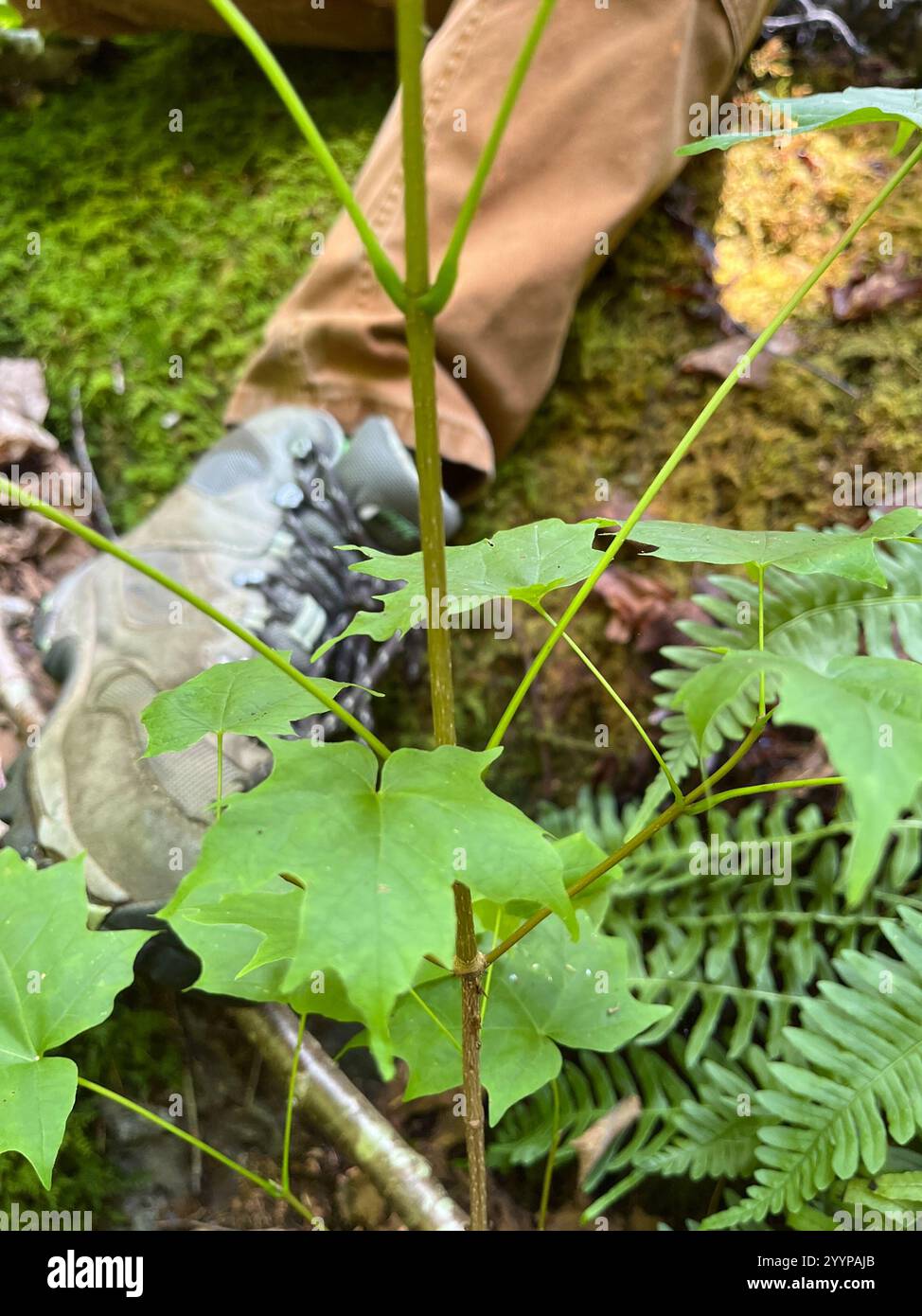 black maple (Acer nigrum Stock Photo - Alamy