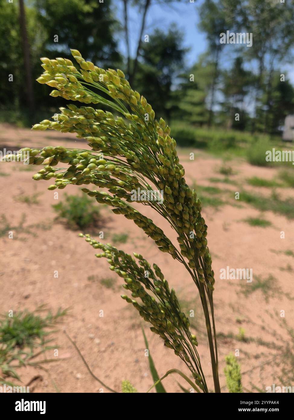 Proso Millet (Panicum miliaceum Stock Photo - Alamy