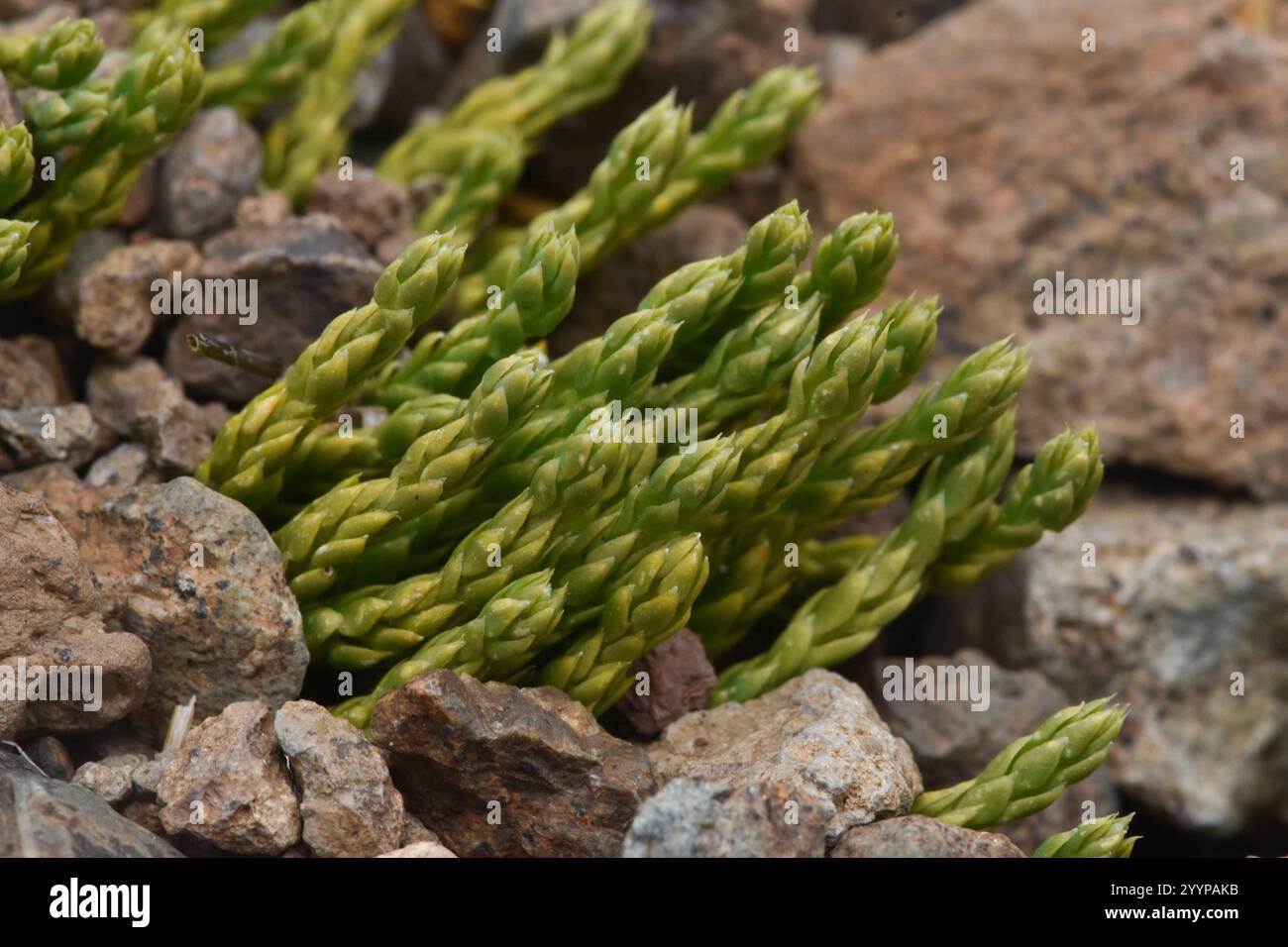 alpine clubmoss (Diphasiastrum alpinum Stock Photo - Alamy