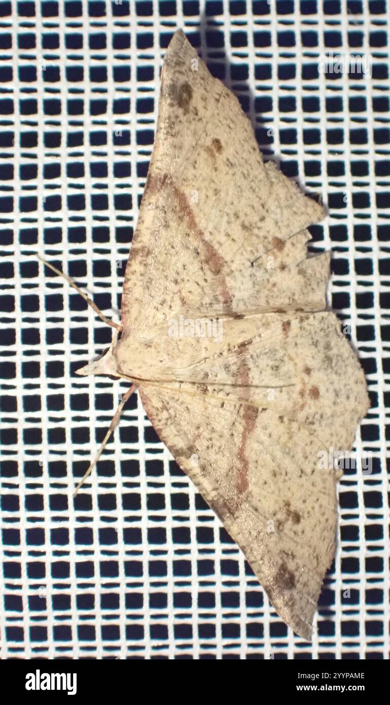 Geometer Moths (Geometridae Stock Photo - Alamy