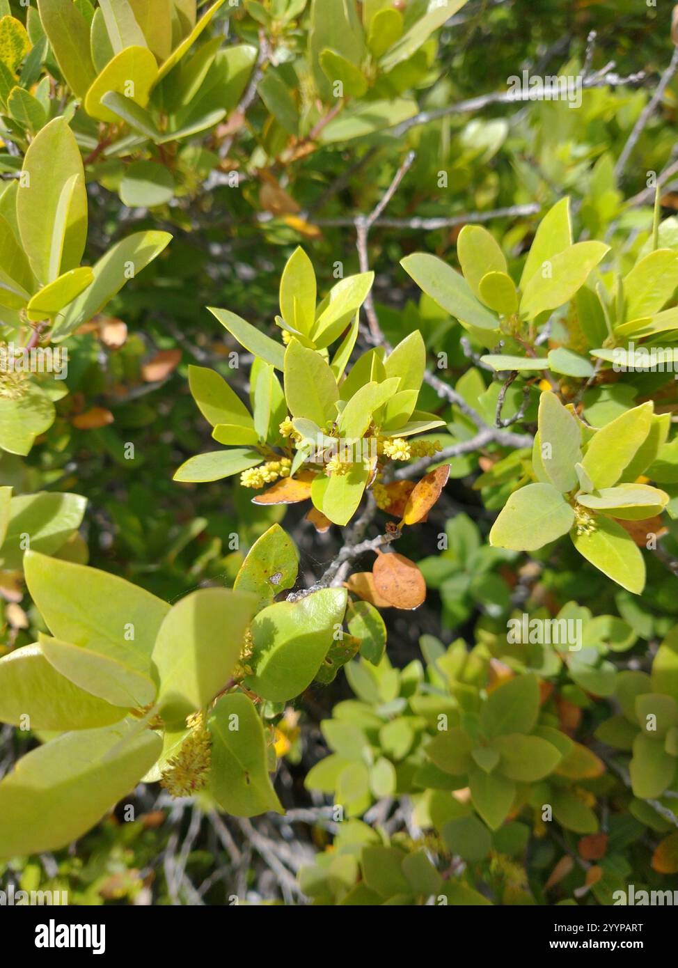 huckleberry oak (Quercus vacciniifolia Stock Photo - Alamy