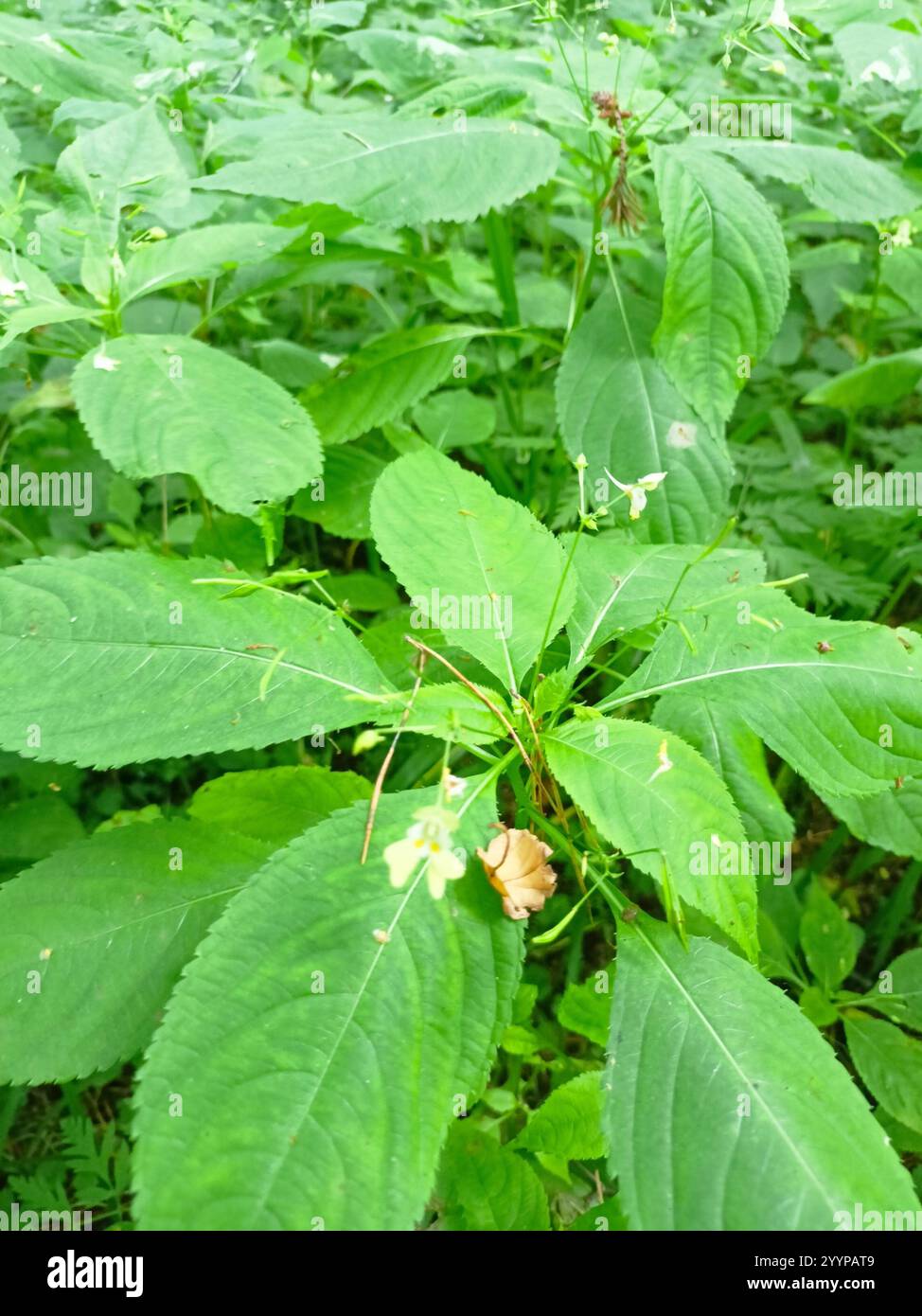 small balsam (Impatiens parviflora Stock Photo - Alamy