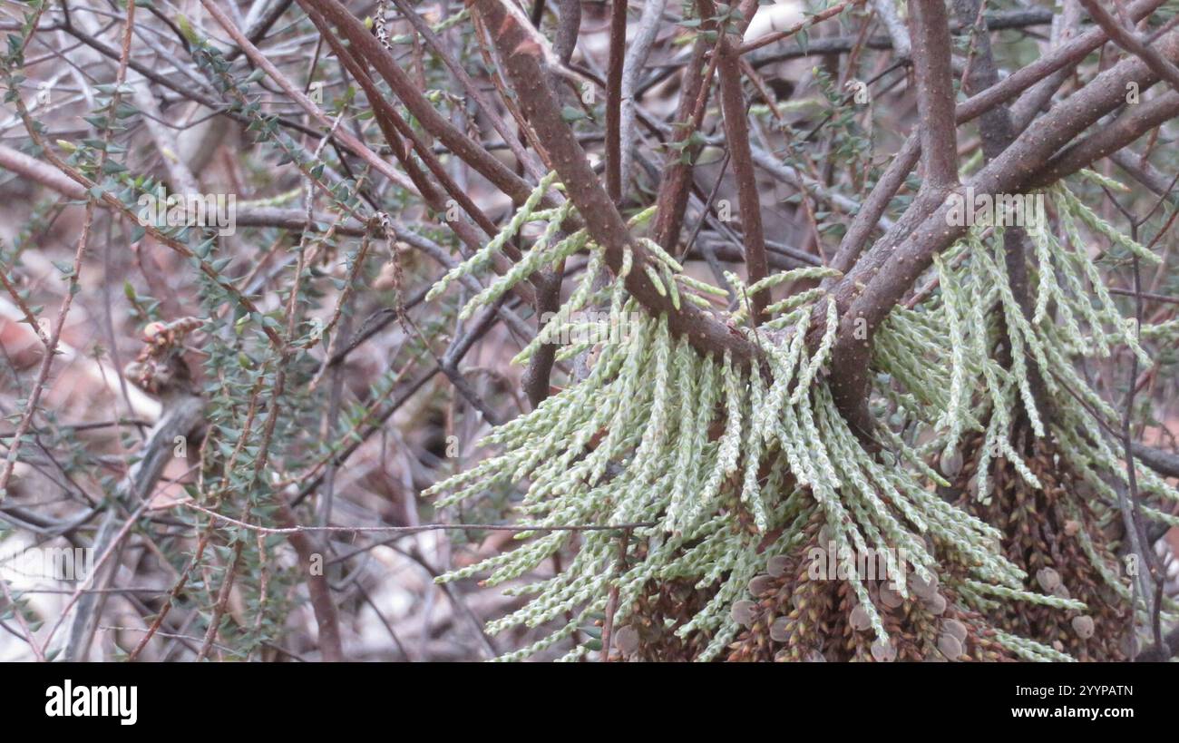 Australian native currant (Acrotriche depressa Stock Photo - Alamy