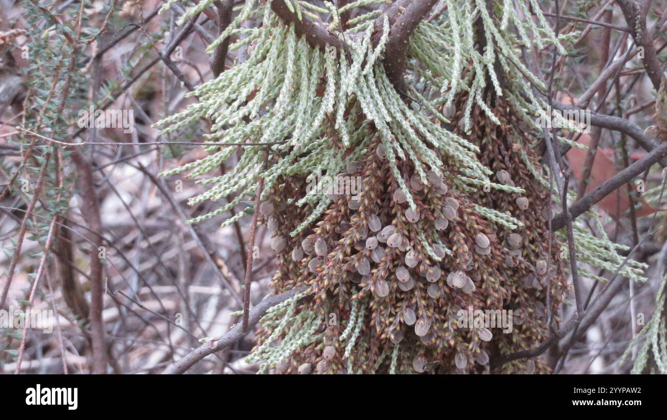 Australian native currant (Acrotriche depressa Stock Photo - Alamy