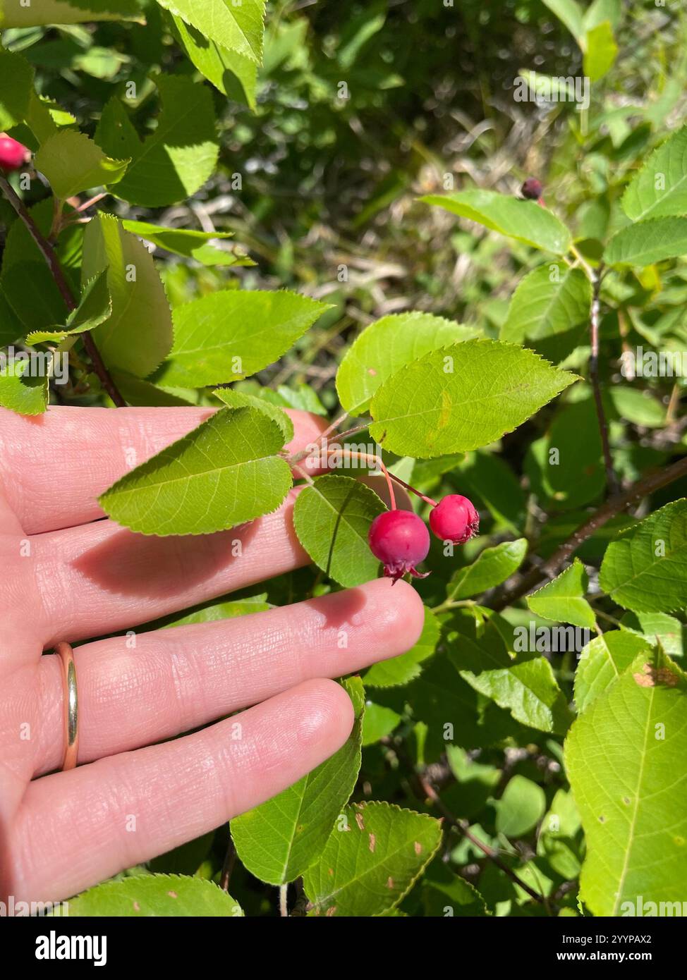 common serviceberry (Amelanchier arborea Stock Photo - Alamy