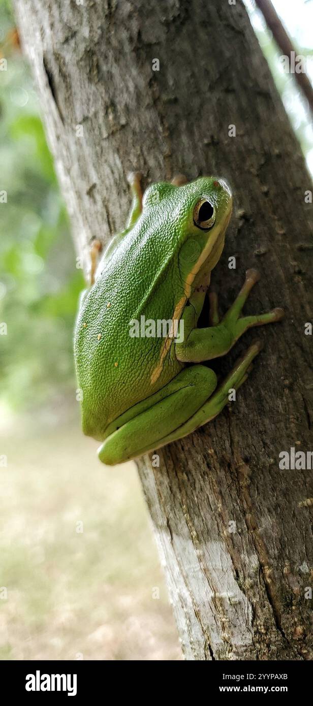 Green Treefrog (Hyla cinerea Stock Photo - Alamy