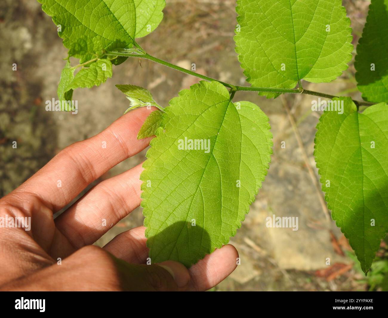 Dwarf Hackberry (Celtis tenuifolia Stock Photo - Alamy