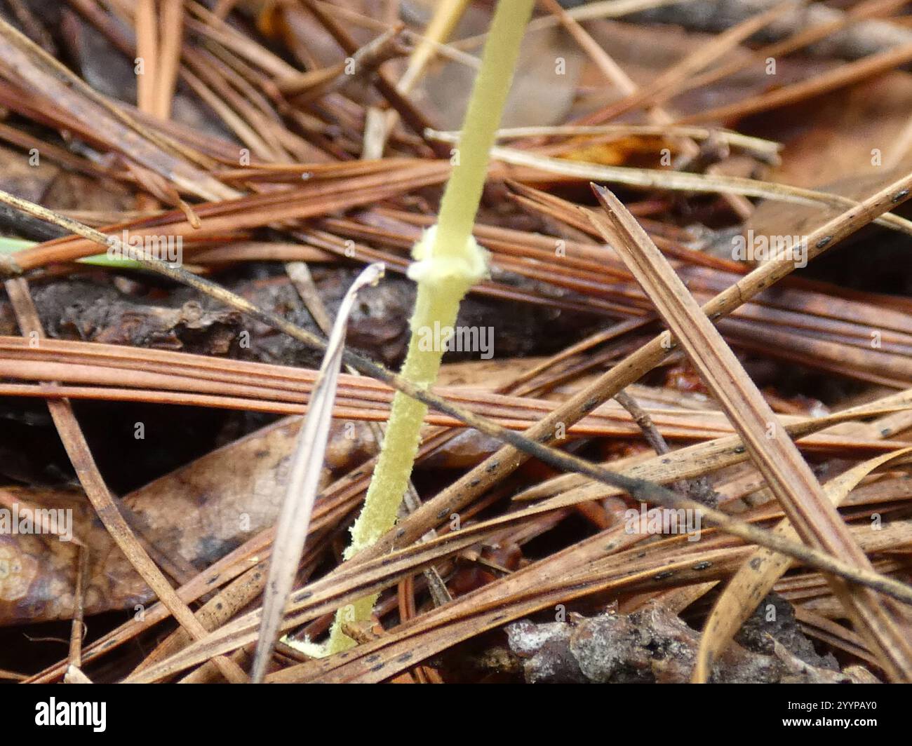 Fragile Dapperling (Leucocoprinus fragilissimus Stock Photo - Alamy