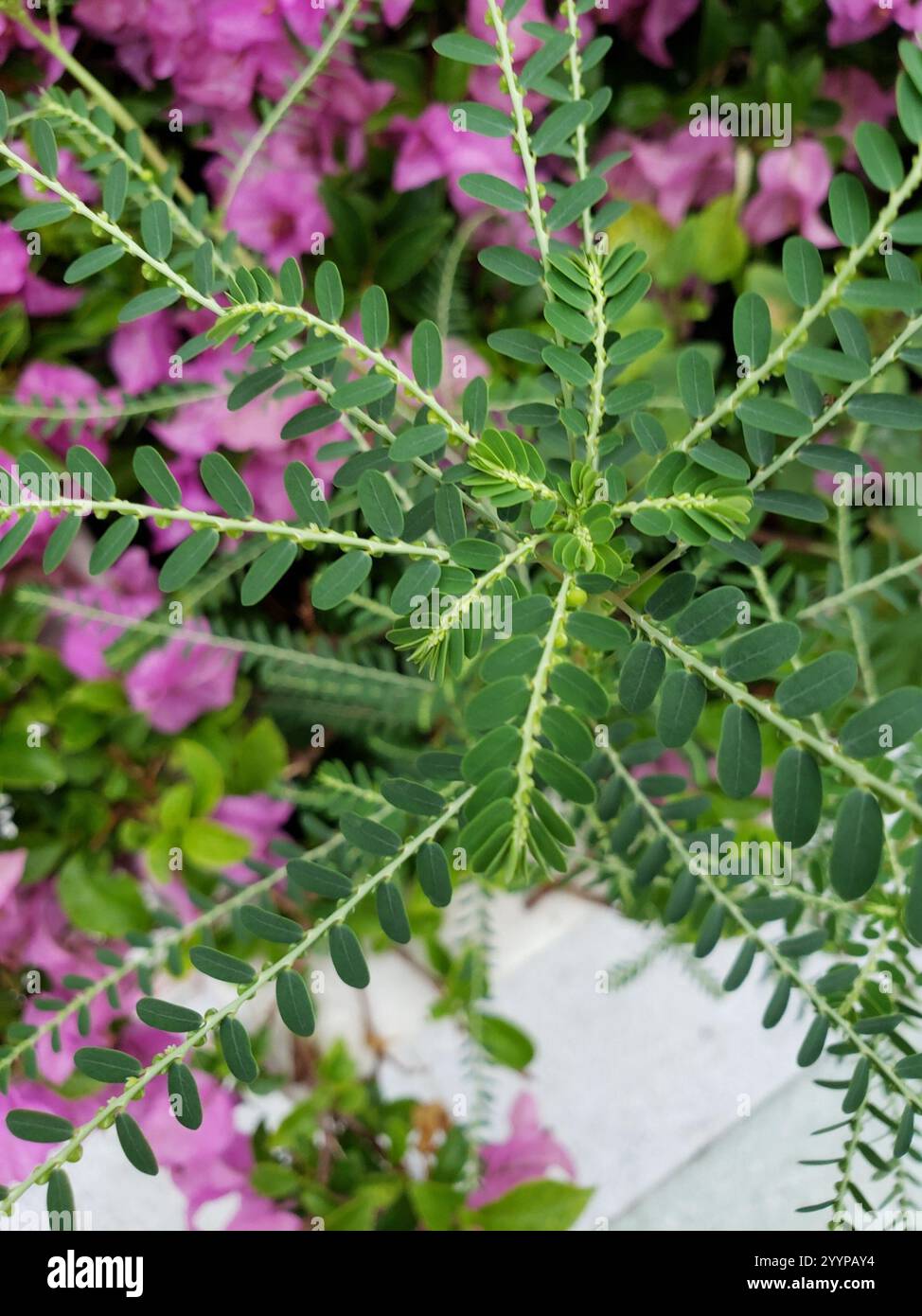 Gale of the Wind (Phyllanthus amarus Stock Photo - Alamy