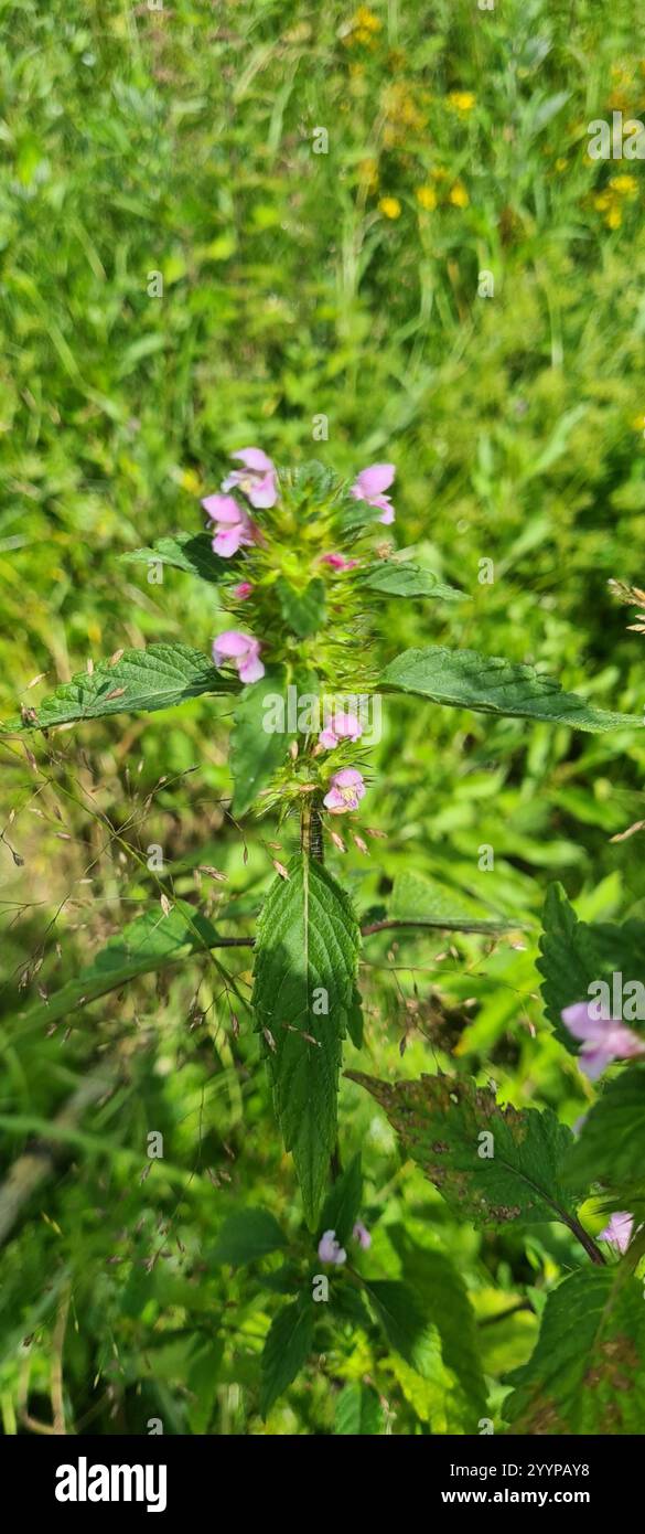 Common hemp-nettle (Galeopsis tetrahit Stock Photo - Alamy