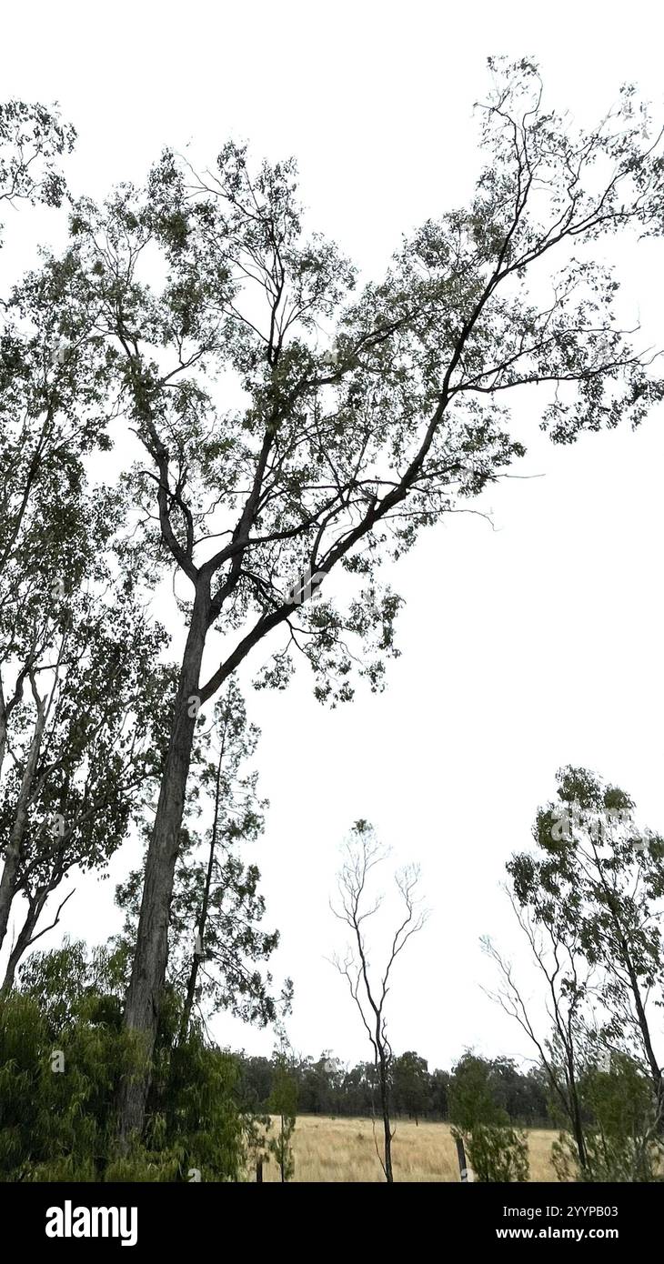 Poplar Box (Eucalyptus populnea Stock Photo - Alamy