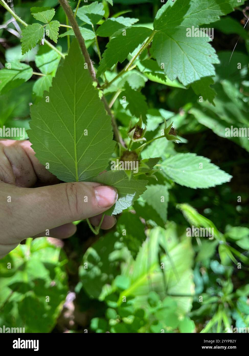 red raspberry (Rubus idaeus Stock Photo - Alamy