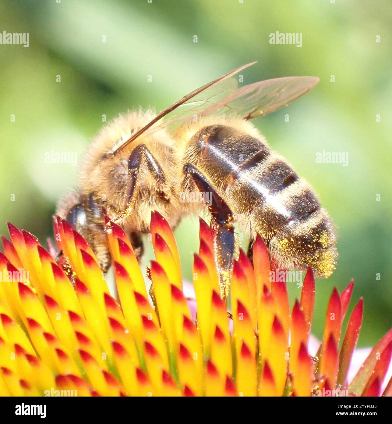 Western Honey Bee Apis Mellifera Stock Photo Alamy