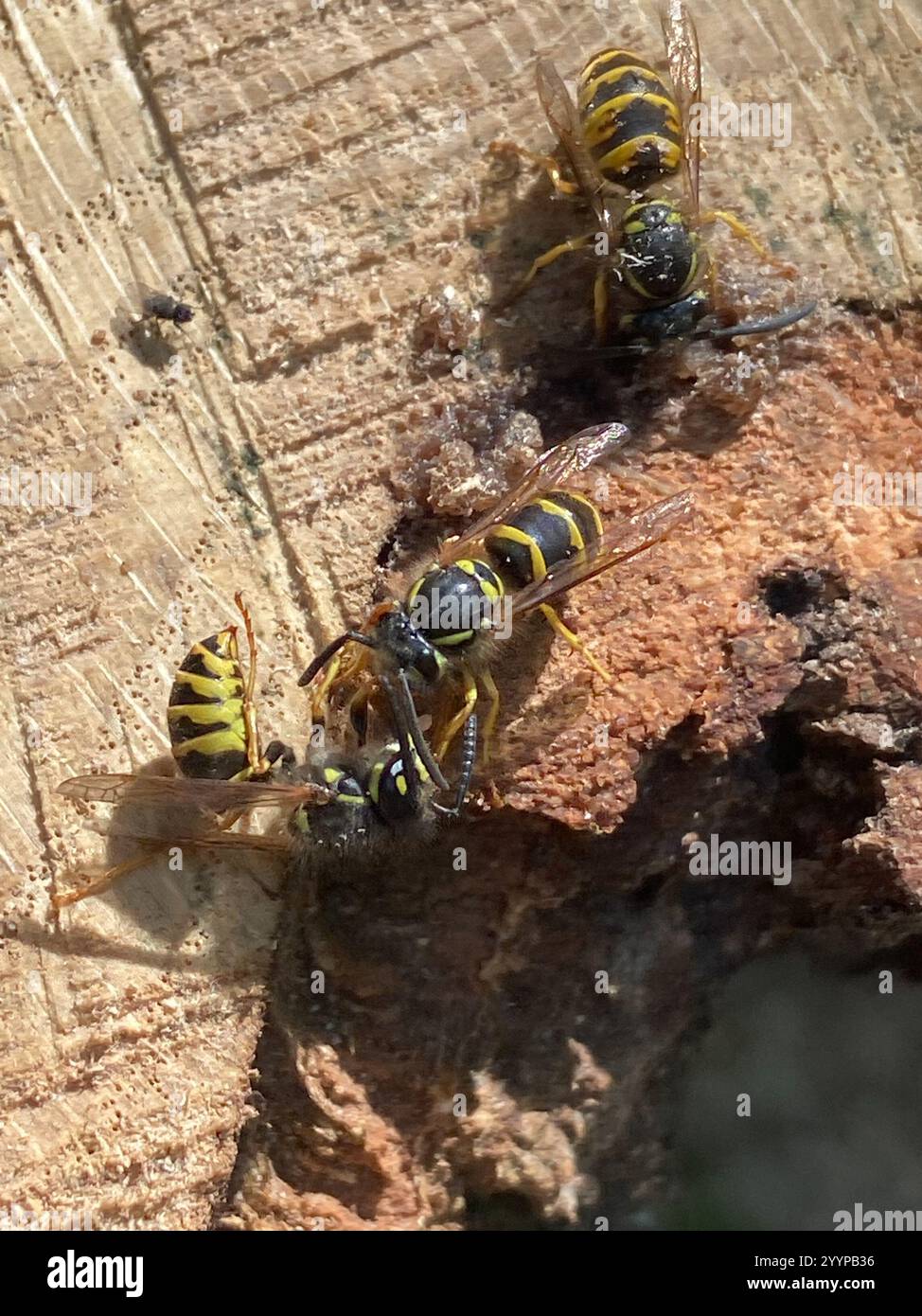 Common European Yellowjacket (Vespula vulgaris Stock Photo - Alamy