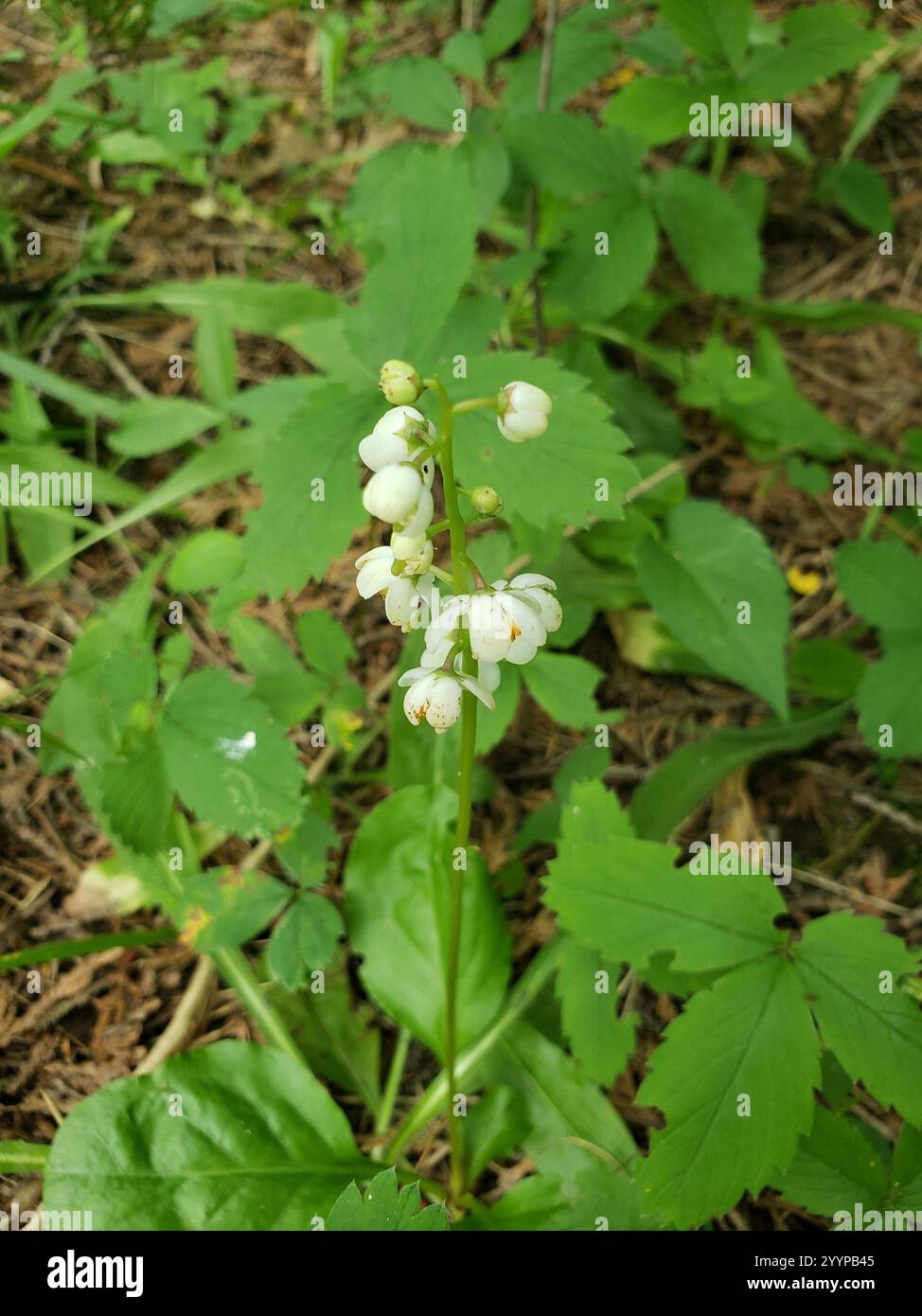 shinleaf (Pyrola elliptica Stock Photo - Alamy