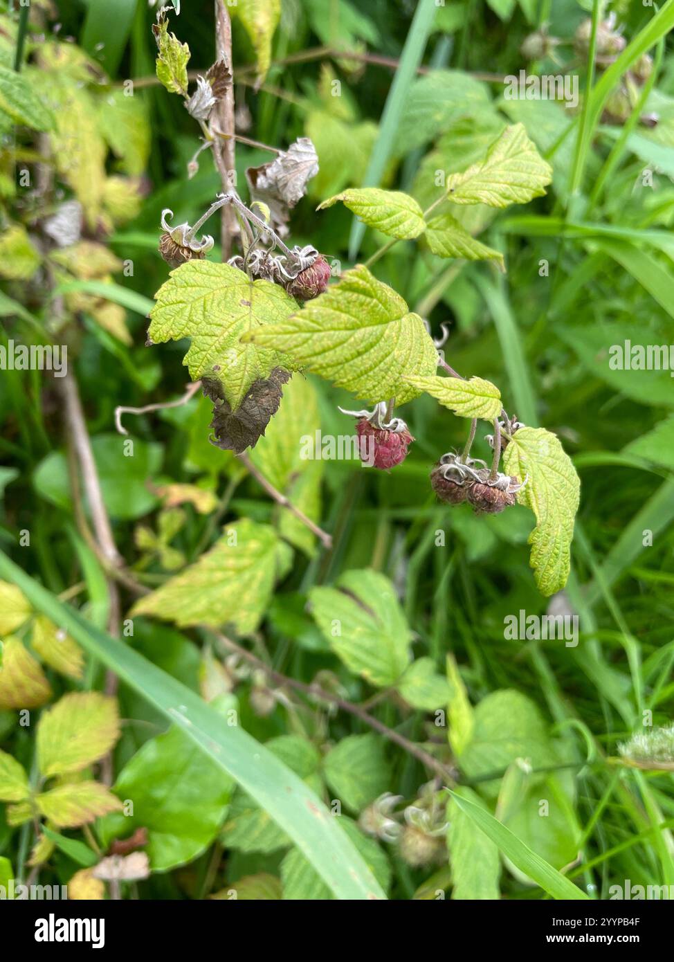 red raspberry (Rubus idaeus Stock Photo - Alamy