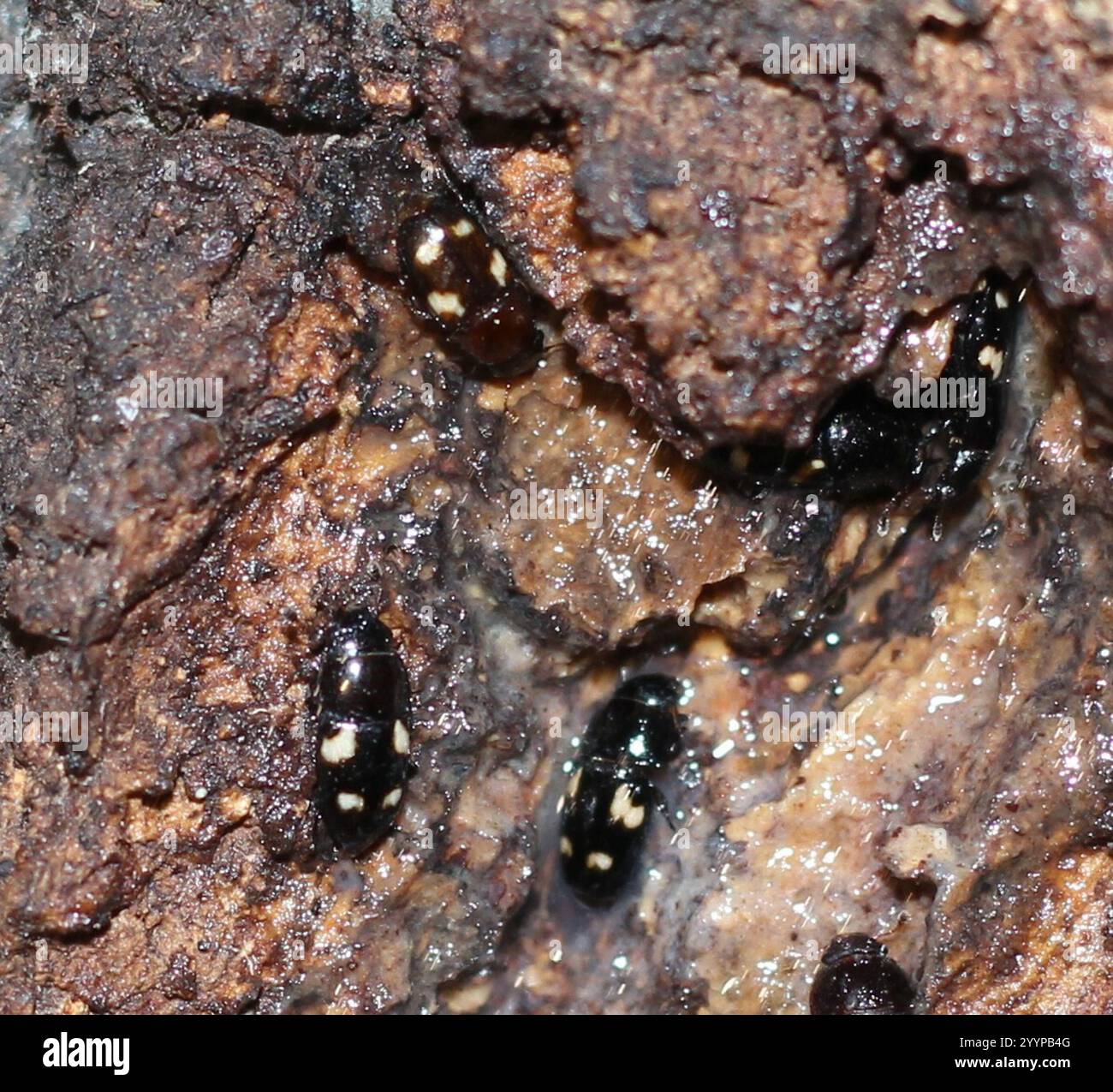 Four-spotted Sap Beetle (Glischrochilus quadrisignatus Stock Photo - Alamy