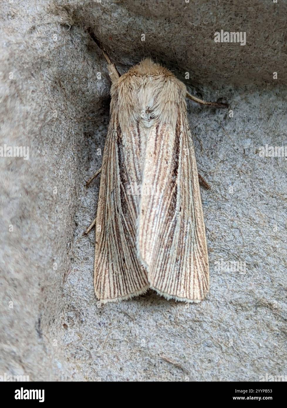 Smoky wainscot hi-res stock photography and images - Alamy