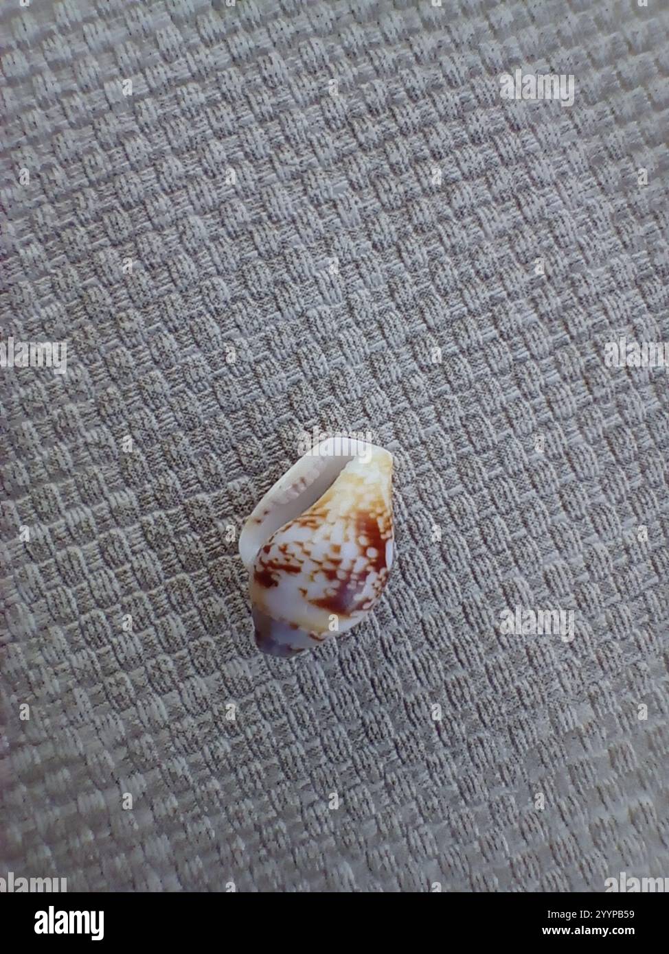 Rustic Dove-shell (Columbella rustica Stock Photo - Alamy