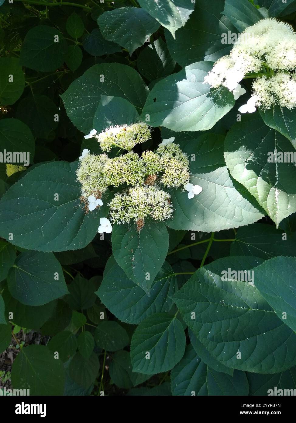 wild hydrangea (Hydrangea arborescens Stock Photo - Alamy