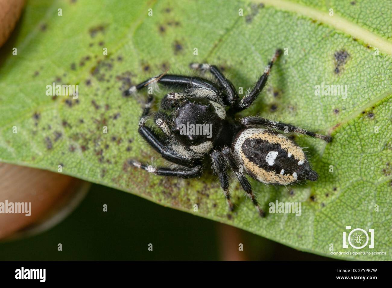 Workman's Jumping Spider (Phidippus workmani Stock Photo - Alamy