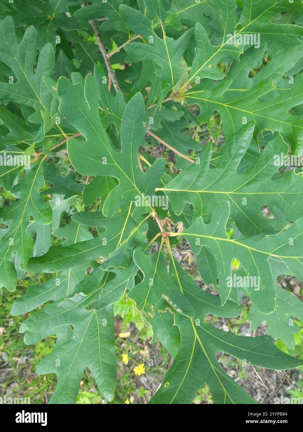 white oak (Quercus alba Stock Photo - Alamy