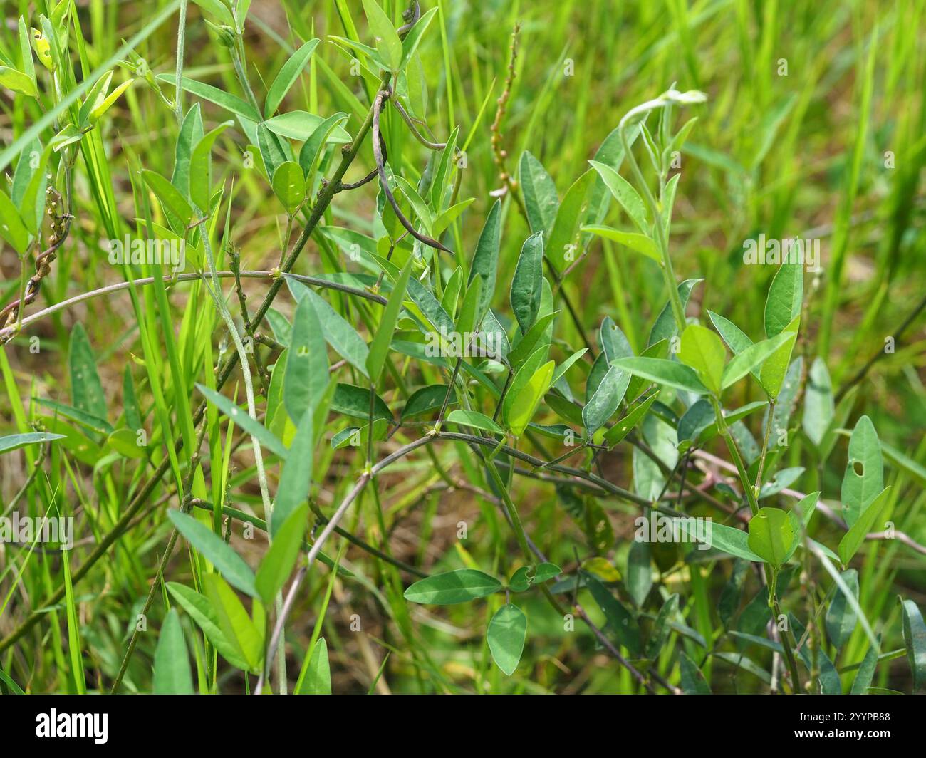 Phasey Bean (Macroptilium lathyroides Stock Photo - Alamy