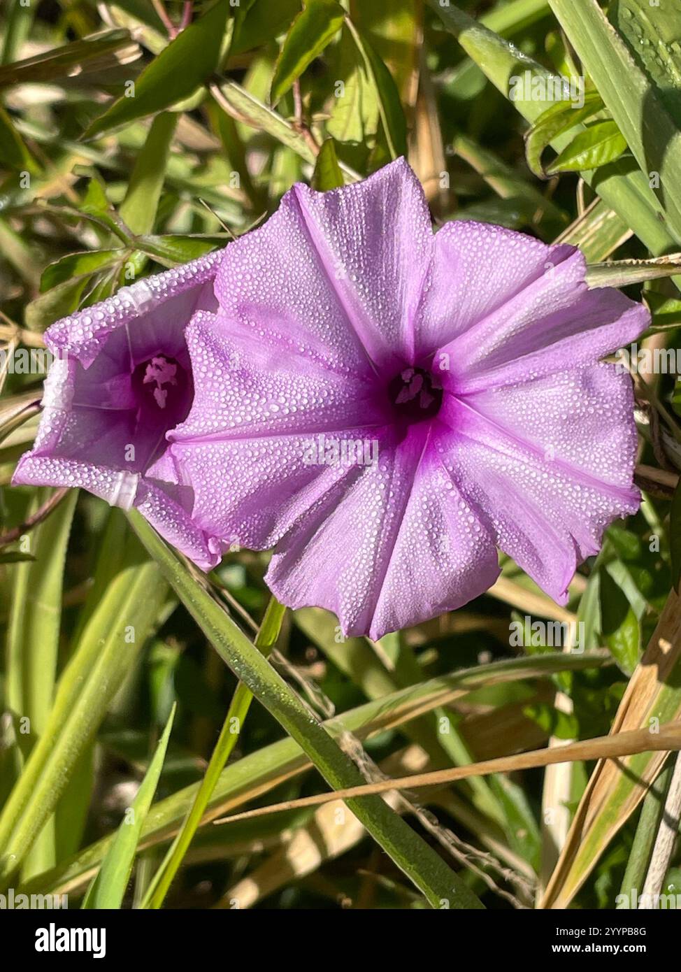 Mile minute vine ipomoea hi-res stock photography and images - Alamy