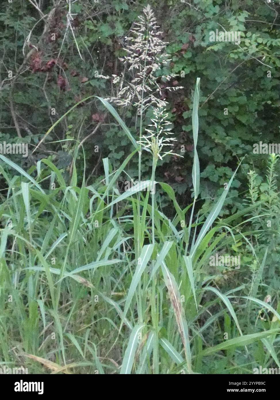 Johnson grass (Sorghum halepense Stock Photo - Alamy