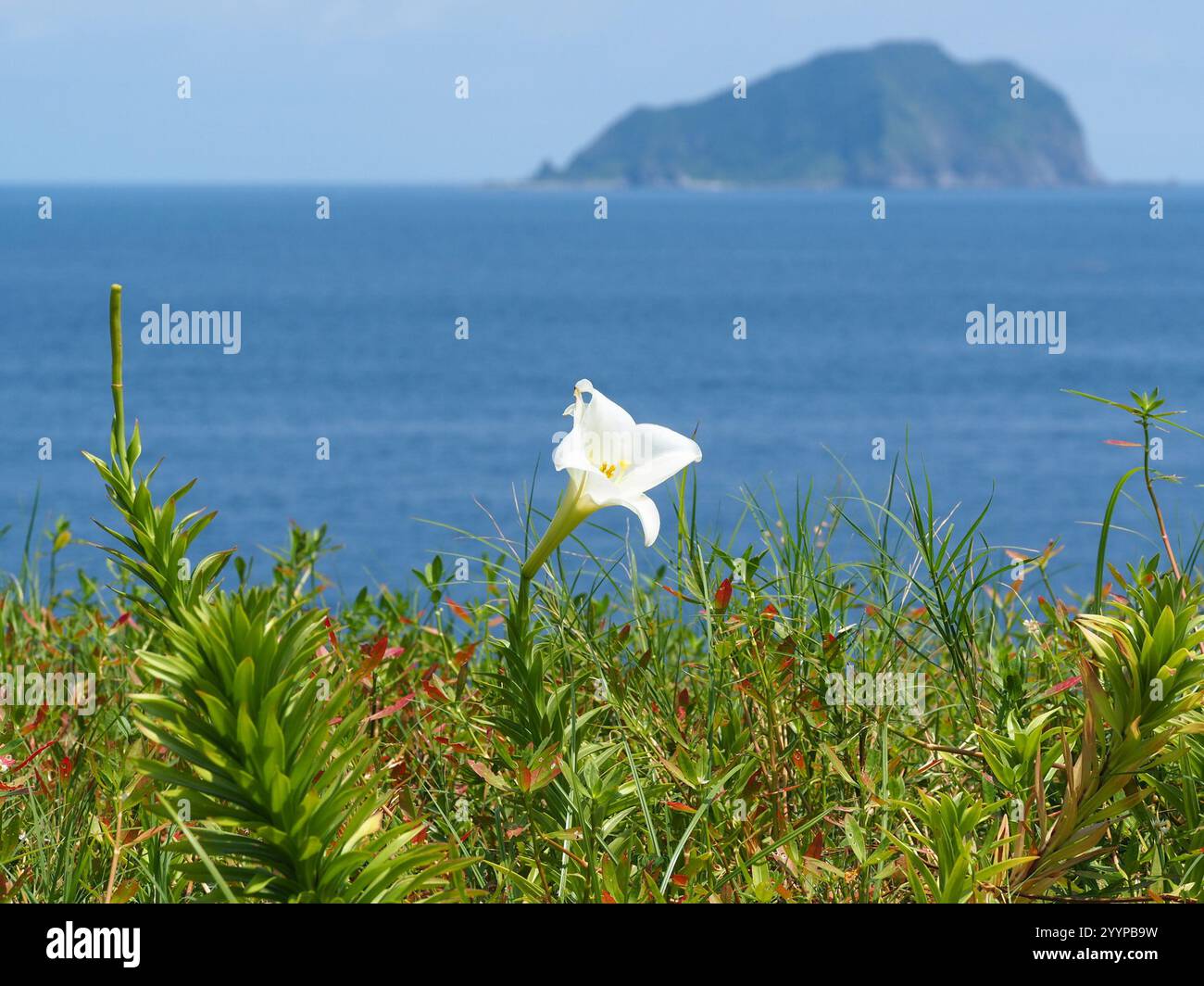(Lilium longiflorum scabrum Stock Photo - Alamy