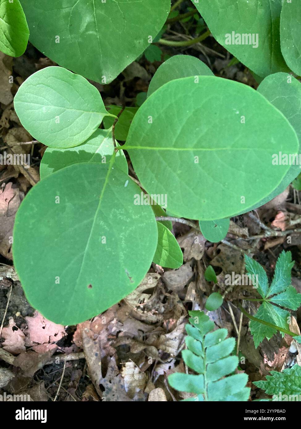 Lonicera reticulata hi-res stock photography and images - Alamy