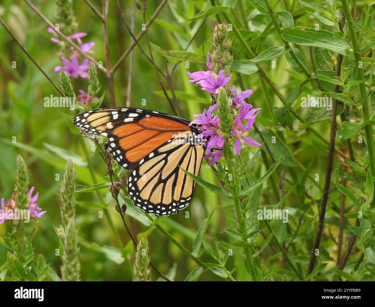 Monarch (Danaus plexippus Stock Photo - Alamy