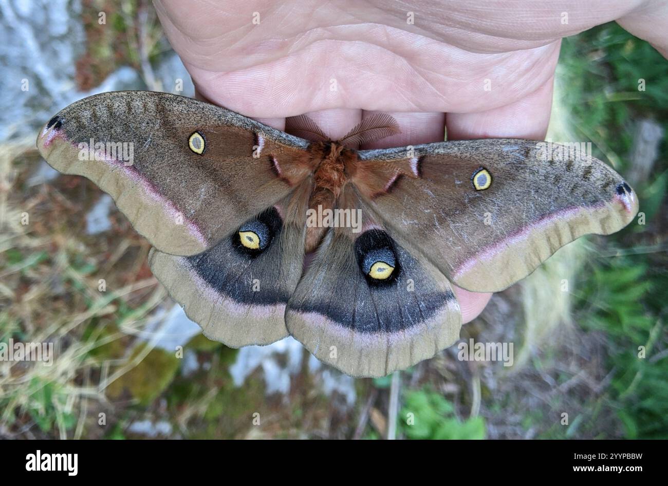 Polyphemus Moth (Antheraea polyphemus Stock Photo - Alamy
