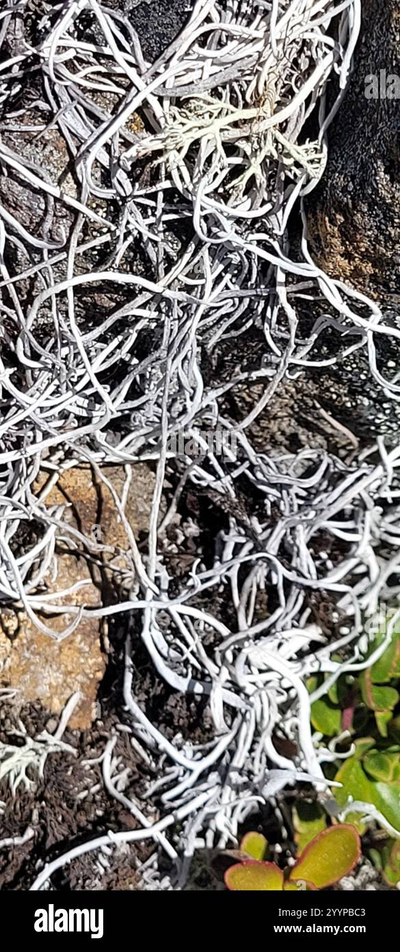 Whiteworm Lichen (Thamnolia vermicularis Stock Photo - Alamy