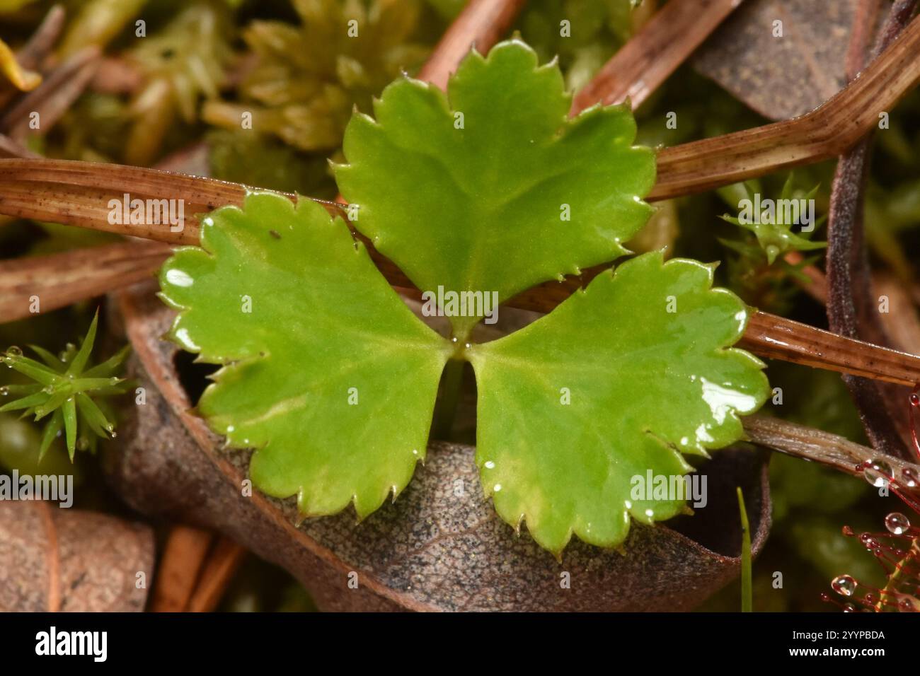 threeleaf goldthread (Coptis trifolia Stock Photo - Alamy