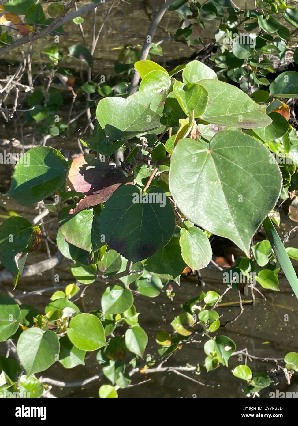 sea hibiscus (Hibiscus tiliaceus Stock Photo - Alamy