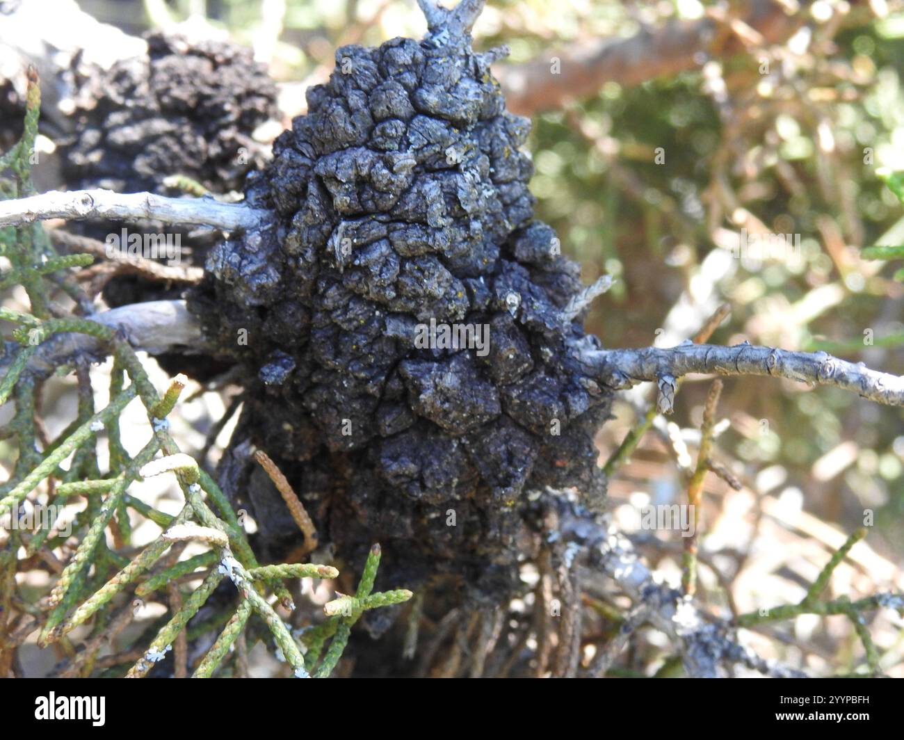 bacterial crown gall (Agrobacterium radiobacter Stock Photo - Alamy