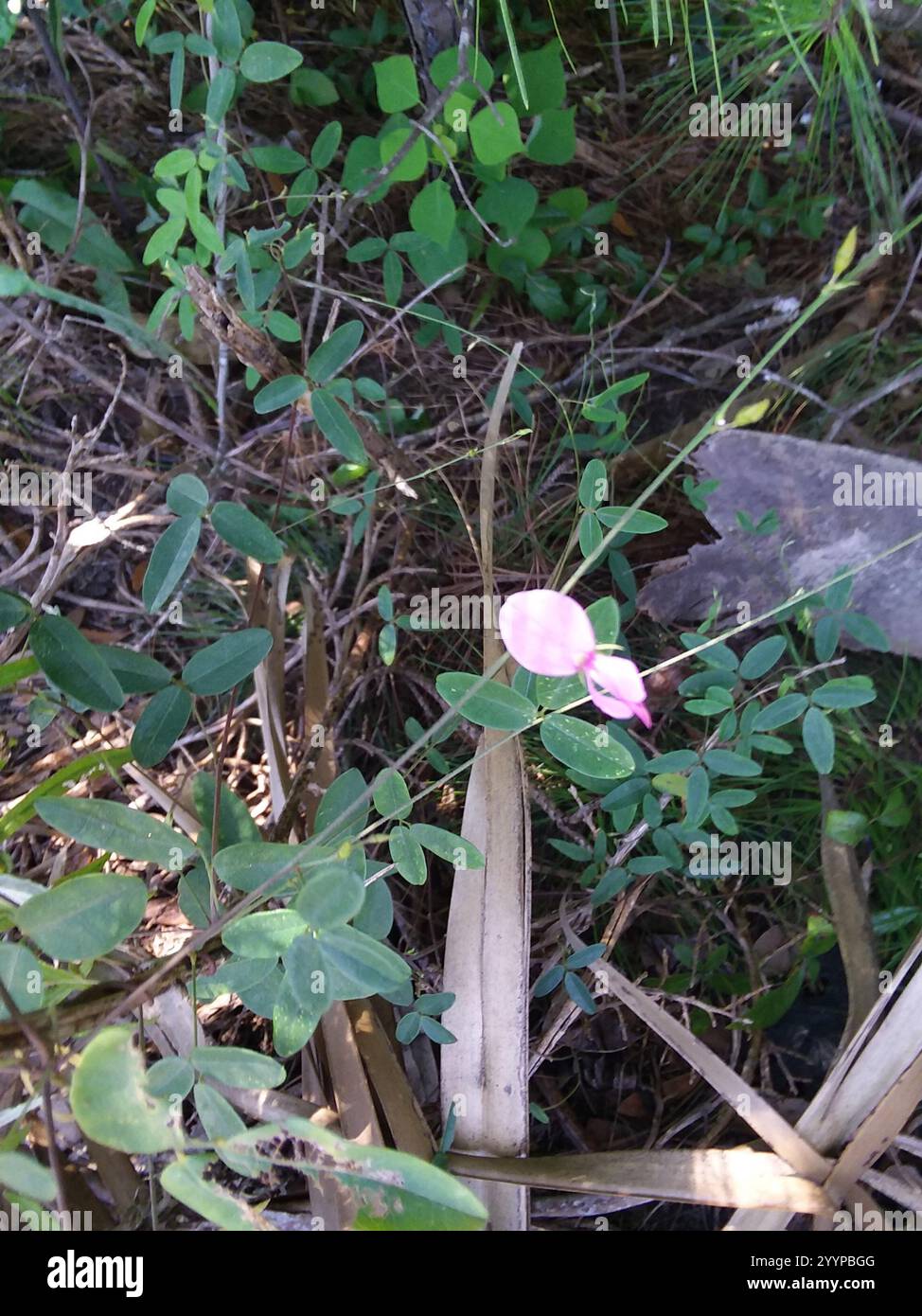 eastern milk-pea (Galactia regularis Stock Photo - Alamy