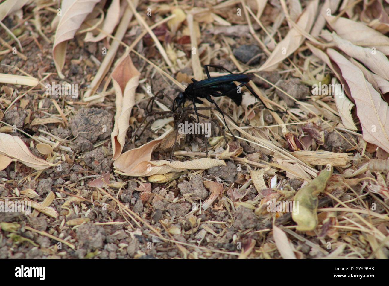 Old and New World Tarantula-hawk Wasps (Hemipepsis Stock Photo - Alamy