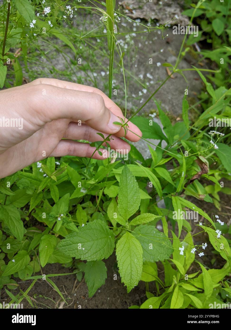 Common Marsh-bedstraw (Galium palustre Stock Photo - Alamy